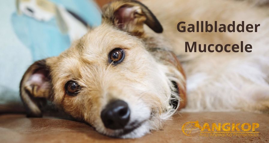 Gallbladder Mucocele – Angkop