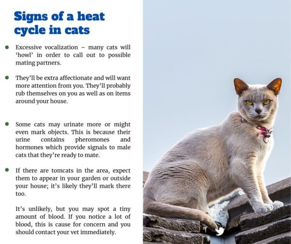 CAT HEAT CYCLE – Angkop