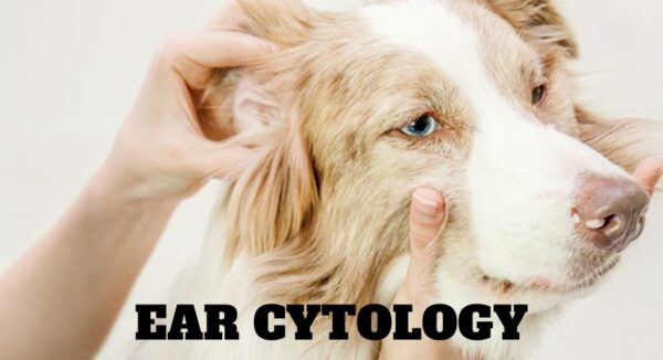 EAR CYTOLOGY – Angkop