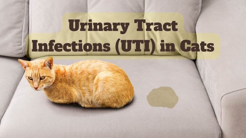 Urinary Tract Infections (UTI) in Cats – Angkop