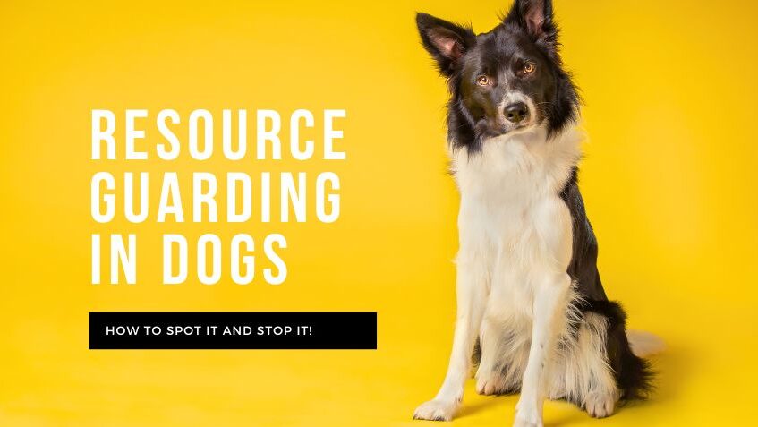 Resource Guarding in Dogs: How to Spot It and Stop It! – Angkop