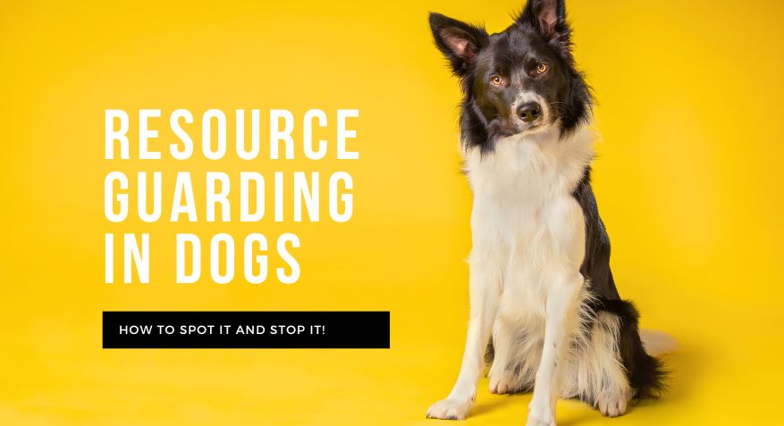 Resource Guarding in Dogs: How to Spot It and Stop It! – Angkop